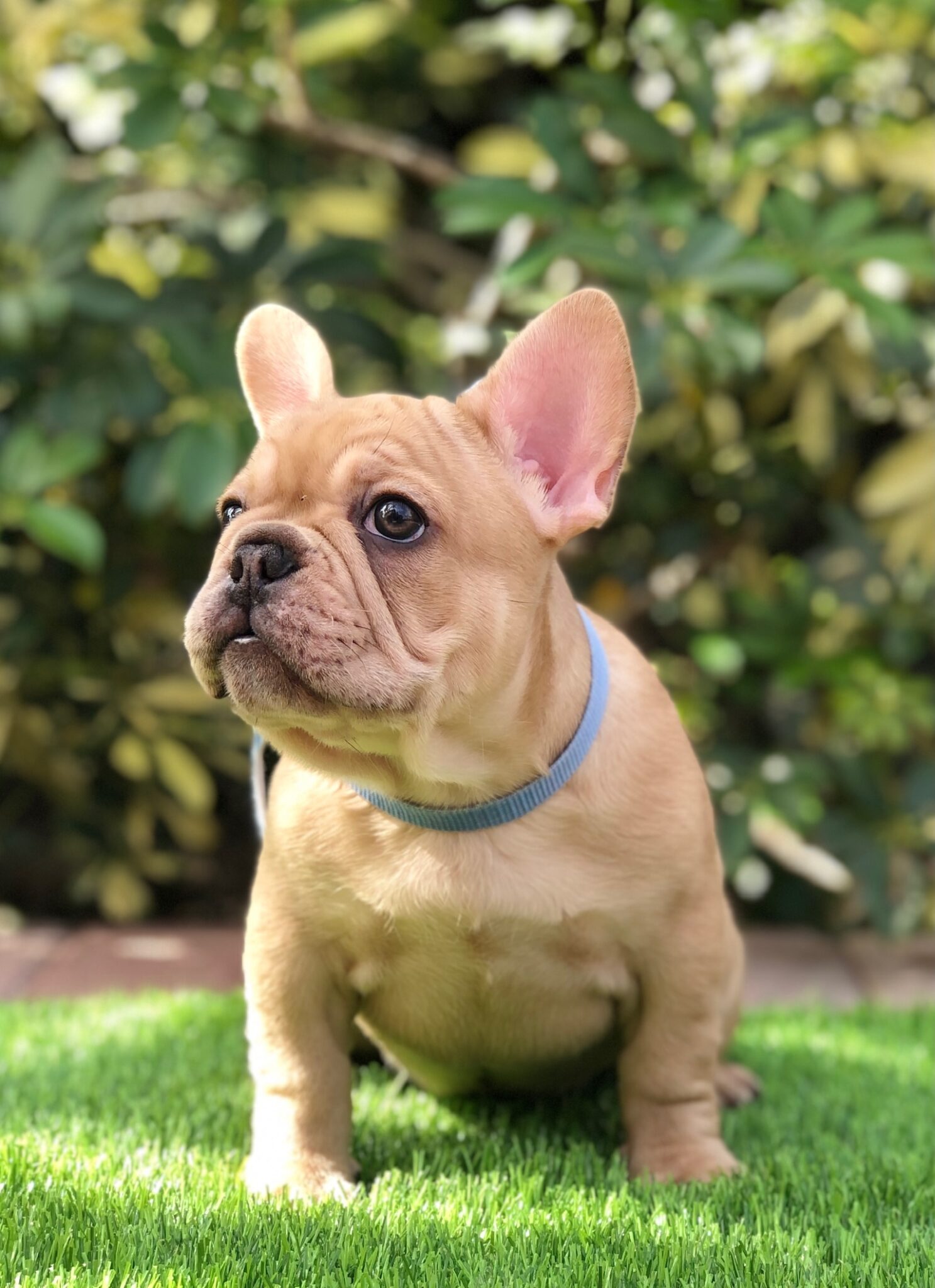Oceanside French Bulldogs Miami - Puppy Application